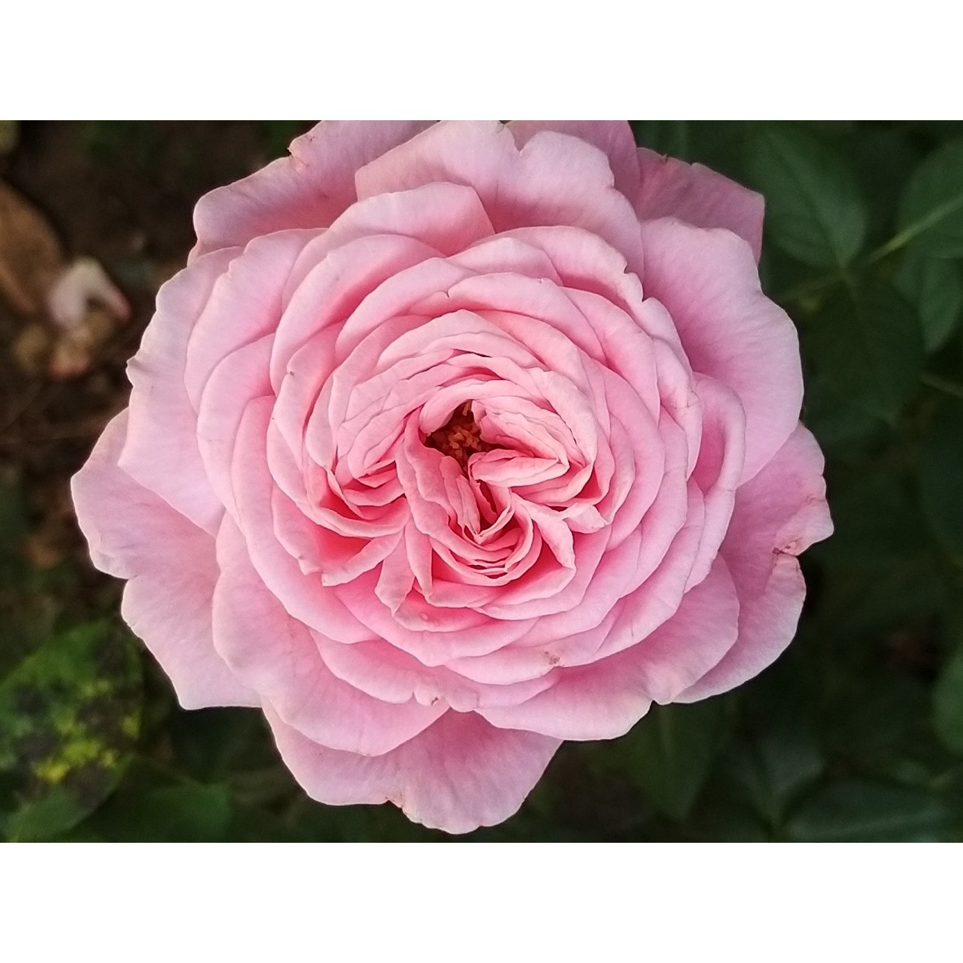 Rose Parfuma 'Countess Marie Henriette' / 'Mme. de Maintenon' with ...