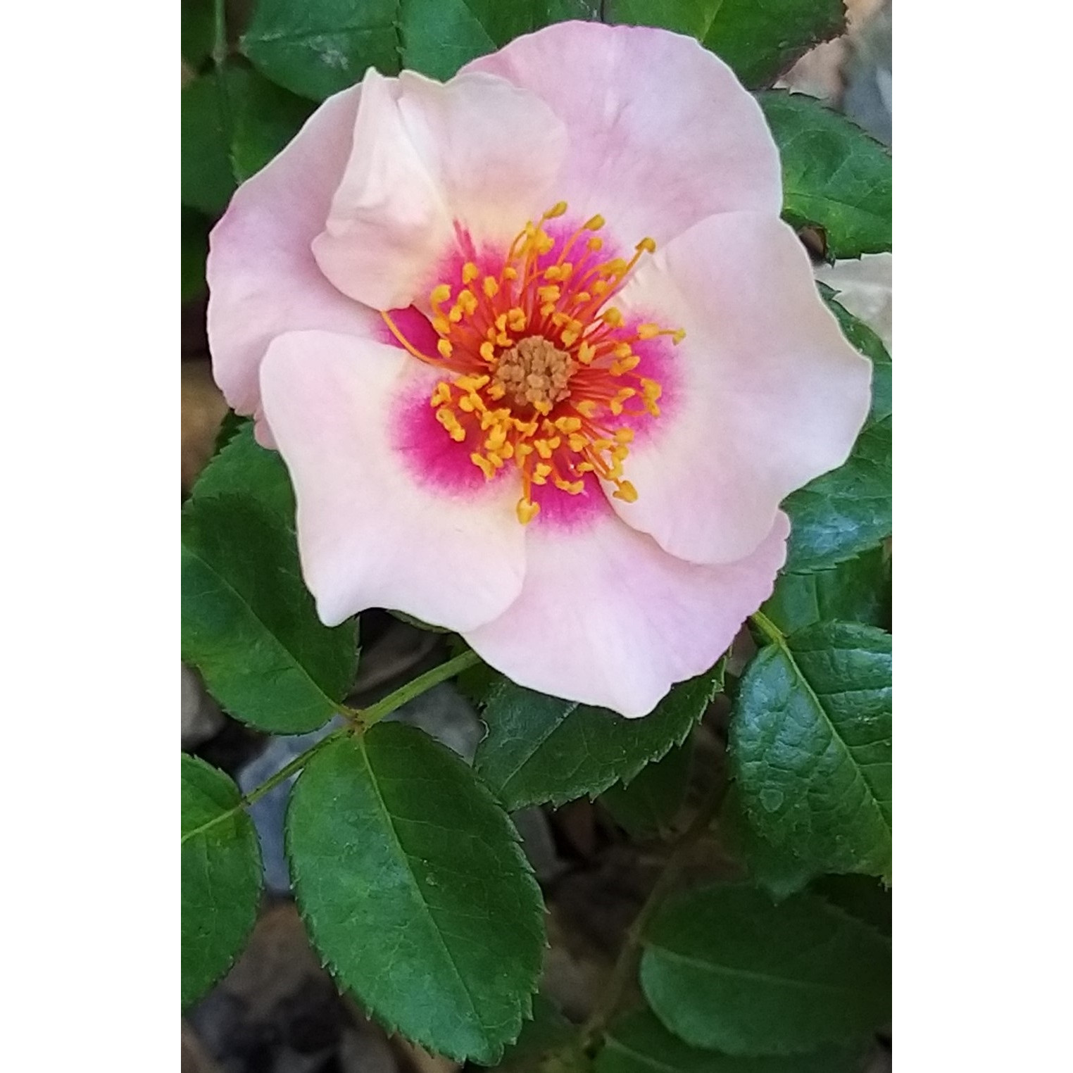 Rosa x persica See You In Red - A repeat flowering rose with single ...