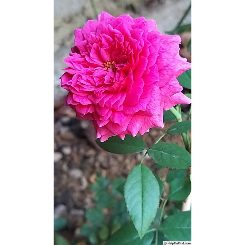 Rosa Gabriel Oak - English Rose by David Austin with deep purple ...