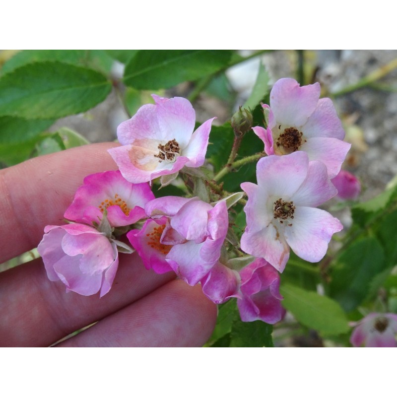 Shrub rose 'Ballerina'