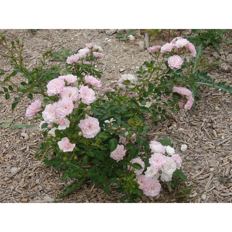 Groundcover Rose The Fairy - A foolproof rose, comfortable anywhere and ...