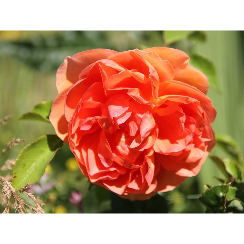 Rosa Pat Austin - English Shrub Rose by David Austin with soft, double ...