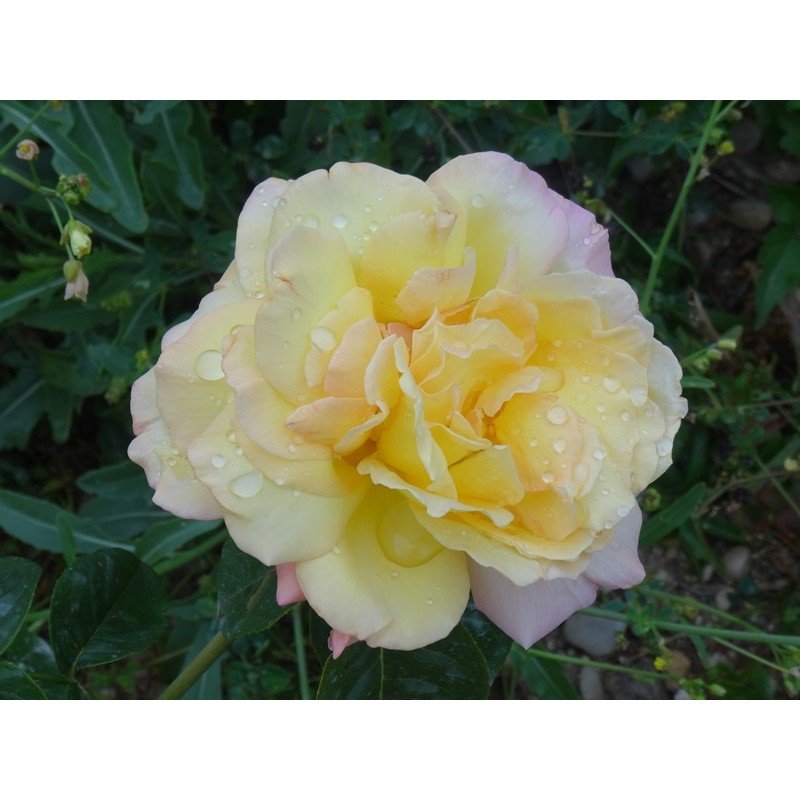 Peace Rose - Gloria Dei Rose - Mme A. Meilland Rose - Large-flowered ...
