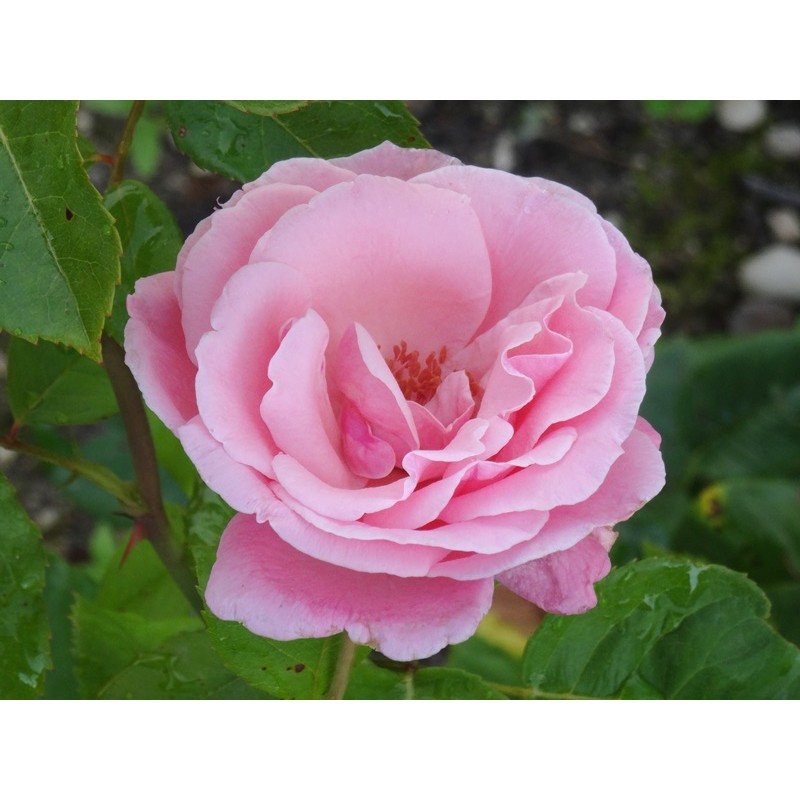 Rosa Queen Elizabeth - Rose with large pink flowers - Continuous flowering