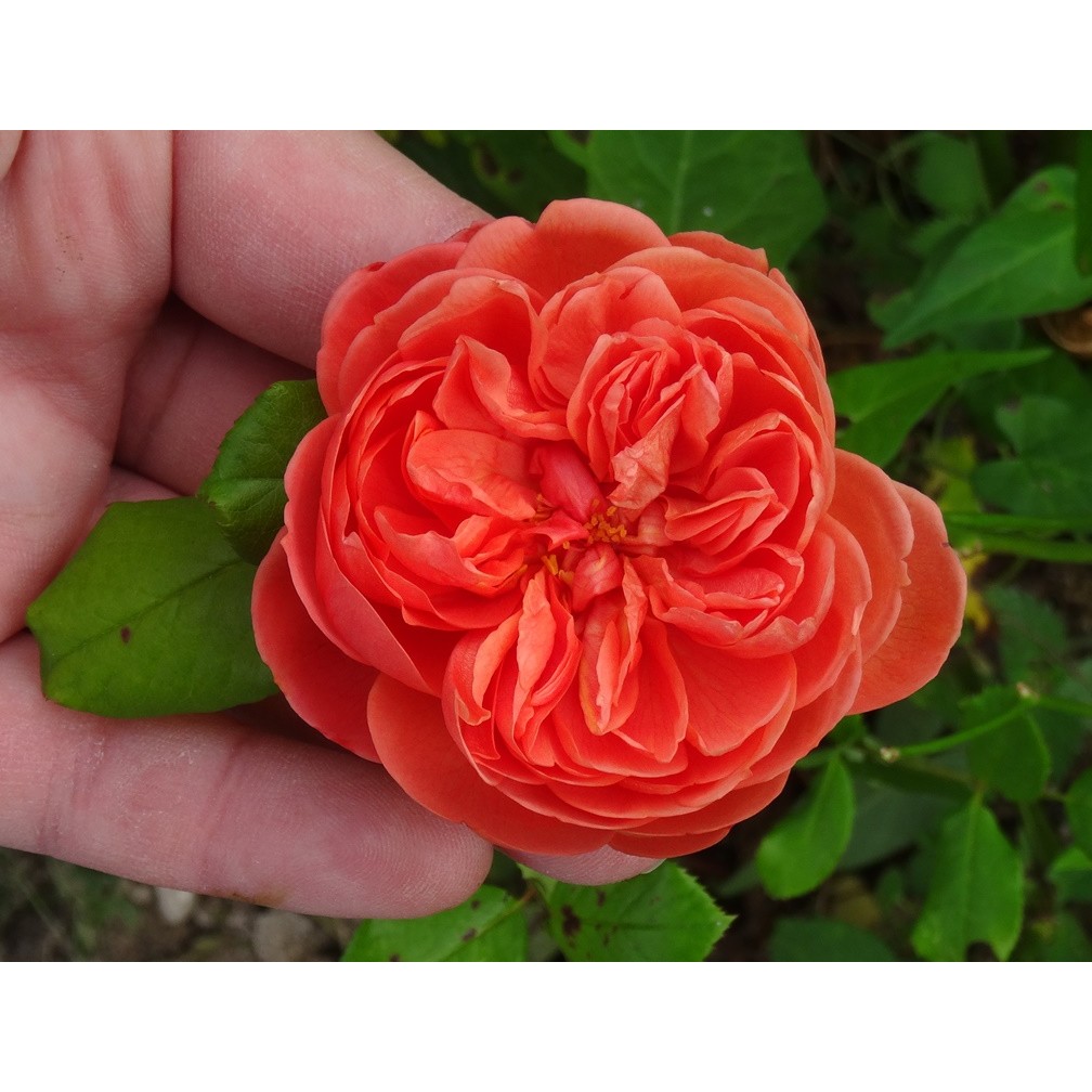 Rosa 'Summer Song' - English Rose 'Summer Song' - Created by David Austin