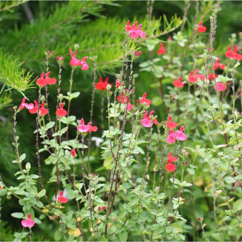 Sage - Salvia microphylla Royal Bumble - Perennial shrub with red flowers.