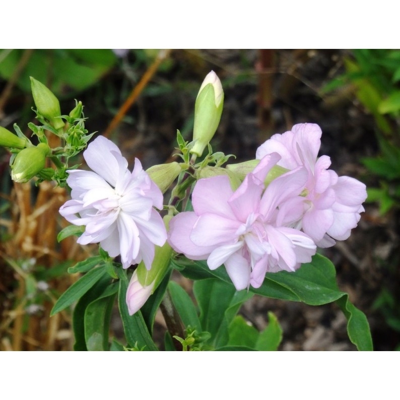 Saponaria officinalis Rosea Plena - Soapwort - A perennial with double ...