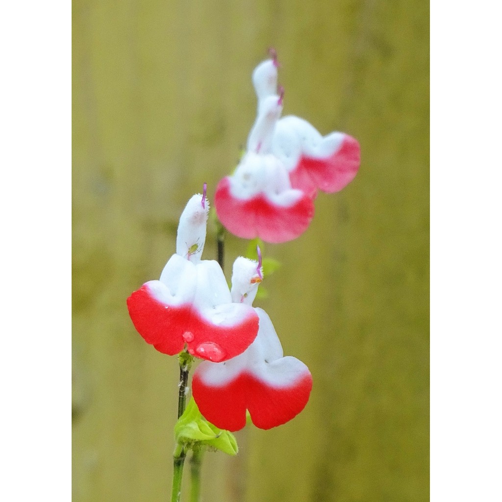 Salvia microphylla Hot Lips - 'Hot Lips' Sage - shrubby, red and white ...