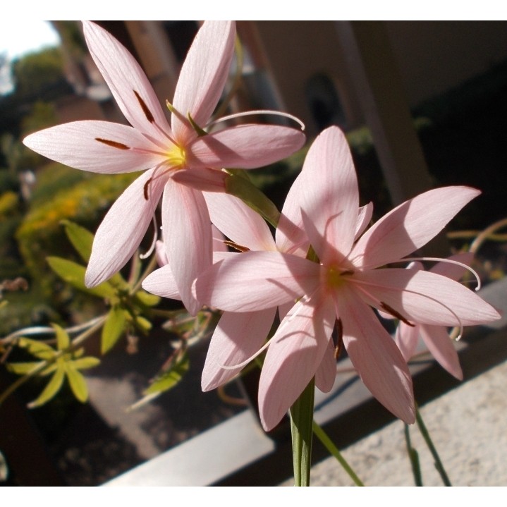 Schizostylis coccinea Mrs Hegarty - Cape Lily - Perennial with pink ...