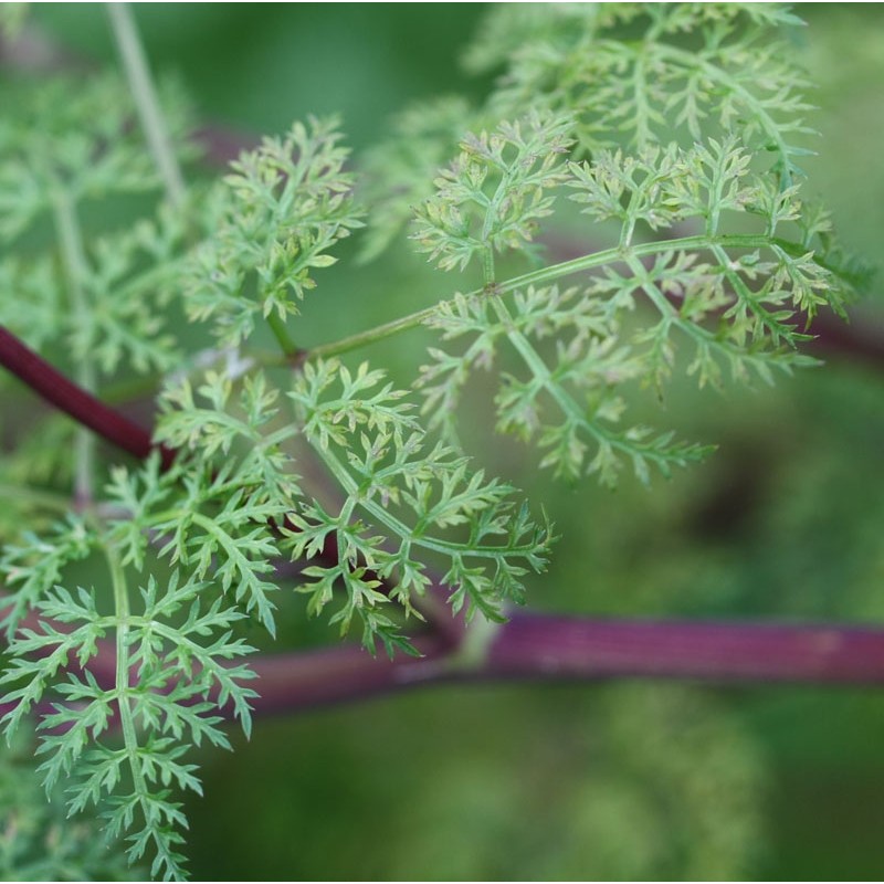 Selinum wallichianum - Rare perennial. Beautiful umbelliferous plant ...