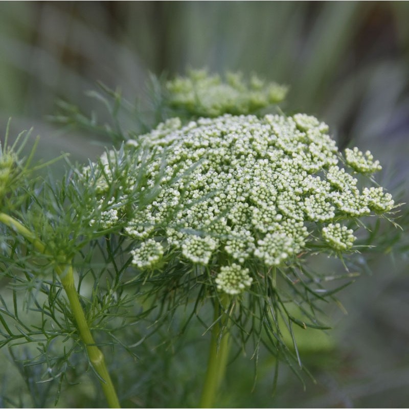 Selinum wallichianum - Rare perennial. Beautiful umbelliferous plant ...