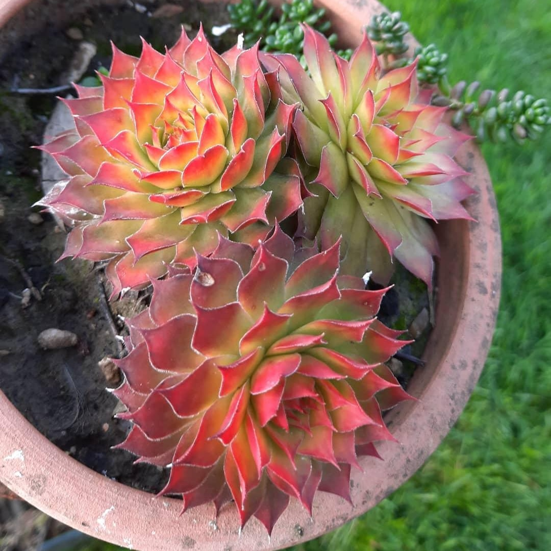 Sempervivum Chick Charms Gold Nugget - Houseleek with a golden rosette ...