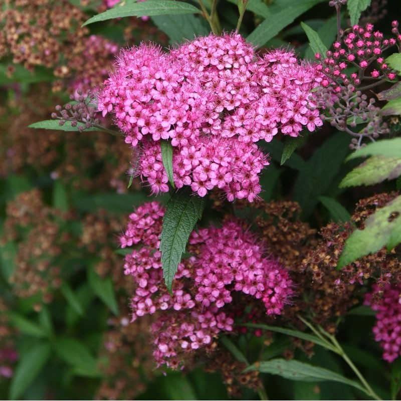 Spiraea japonica Anthony Waterer - Japanese spirea with dark pink flowers.