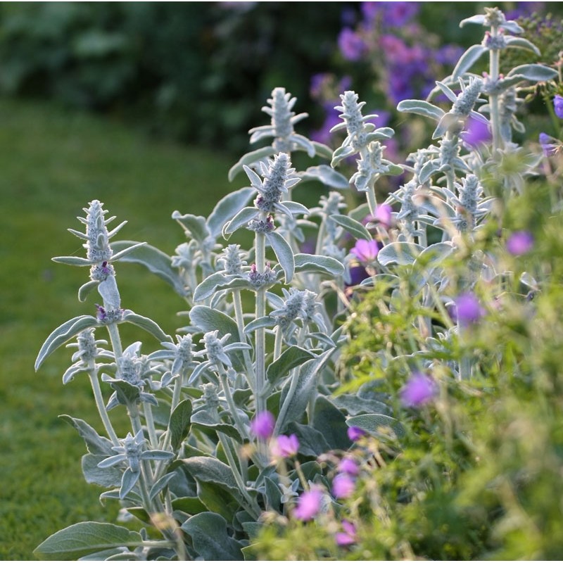 Stachys byzantina - Perennial with soft, woolly, grey foliage.