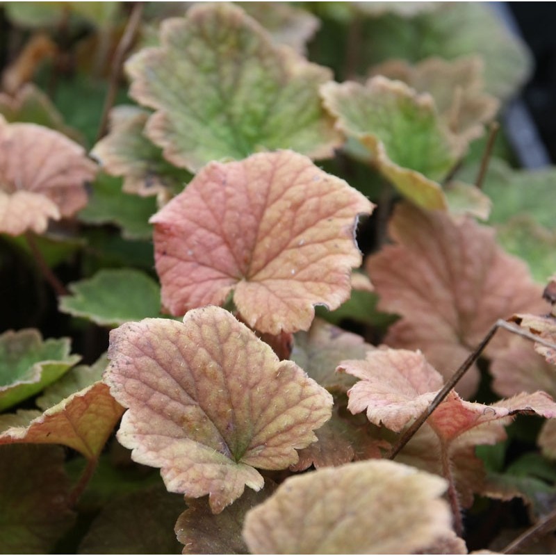Tellima grandiflora Rubra - A perennial groundcover with beautiful ...