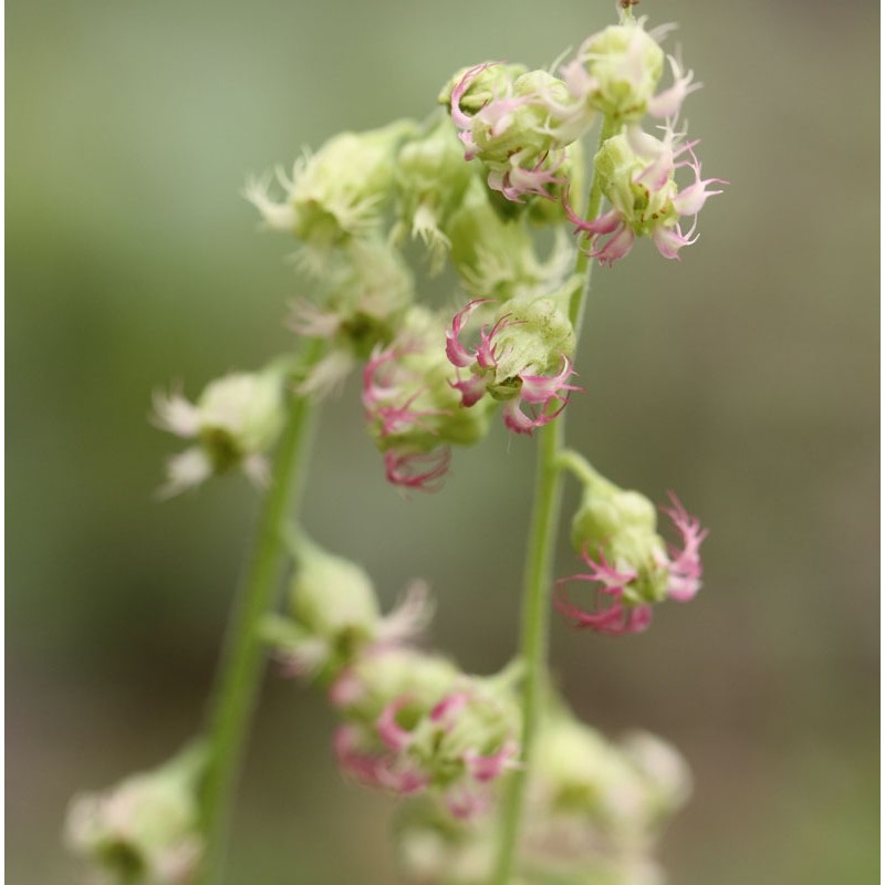 Tellima grandiflora Rubra - A perennial groundcover with beautiful ...