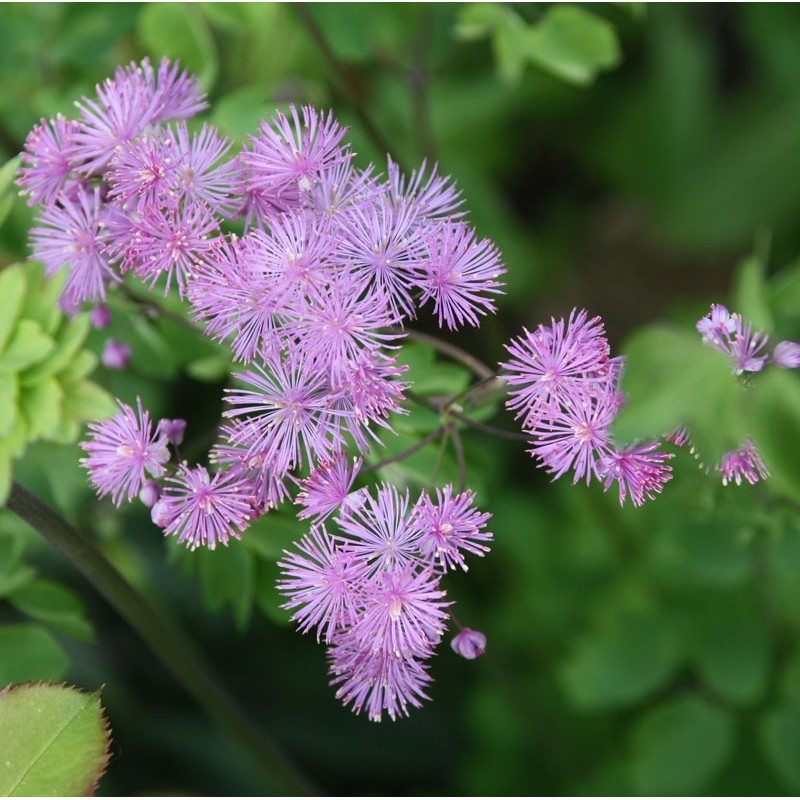 Thalictrum aquilegiifolium - Meadow-rue - A stunning perennial with ...