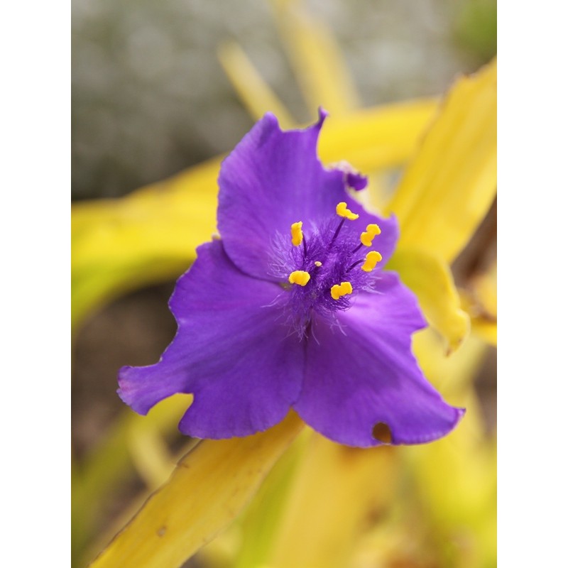 Tradescantia (Andersoniana Group) Sweet Kate - Virginian spiderwort ...