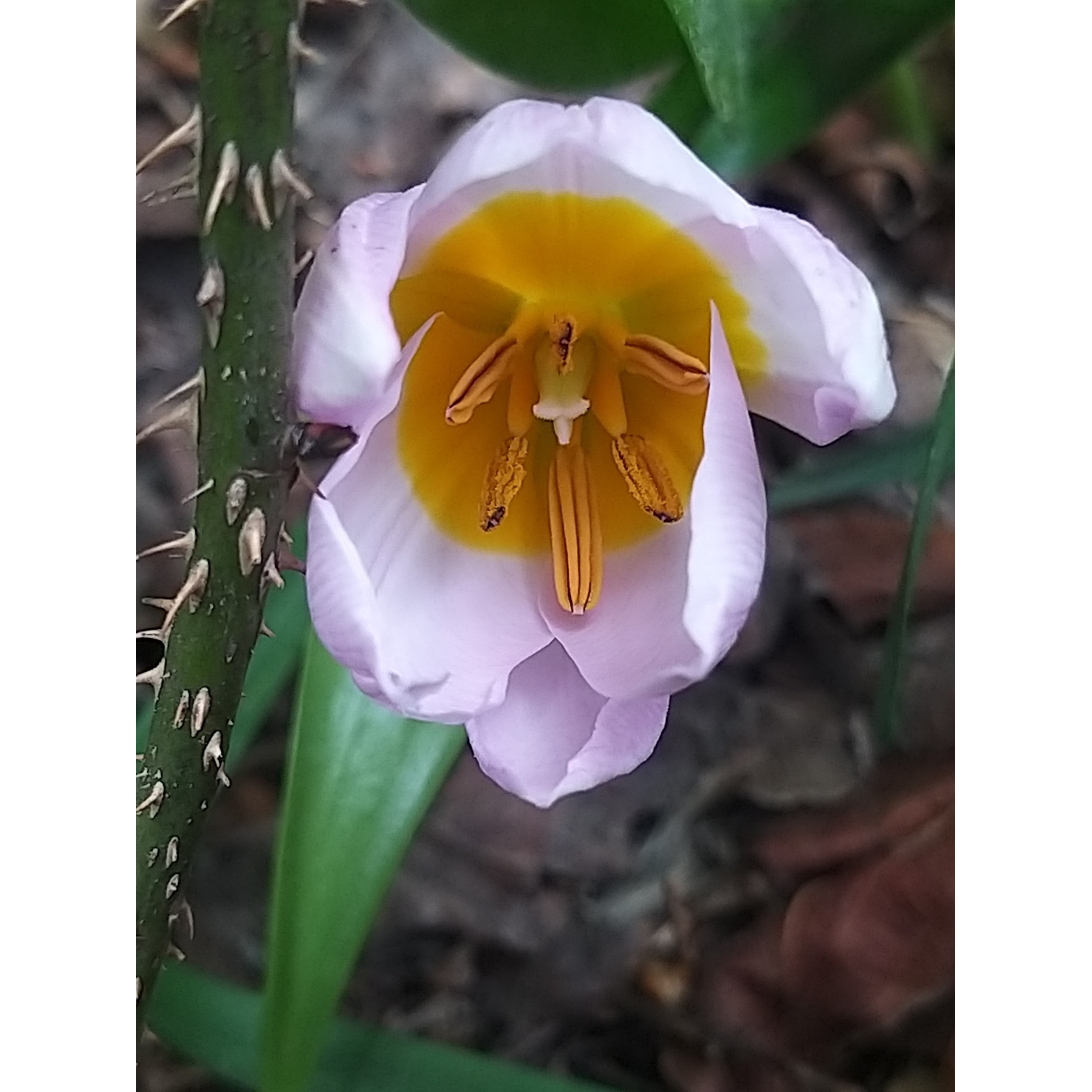 Botanical tulip bakeri 'Lilac Wonder' - Dwarf variety with lilac pink ...
