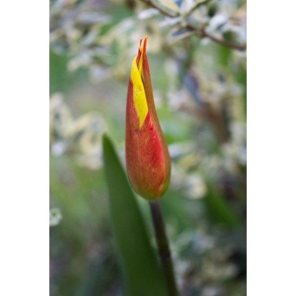 Tulipa Fire Wings - Bulb - Tulip with variegated yellow and red flowers.