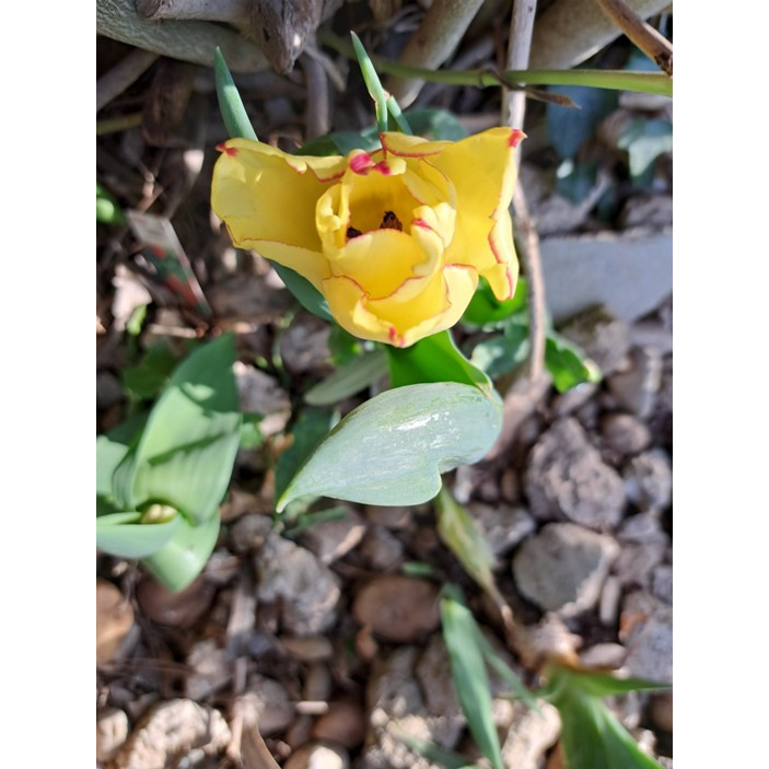 Tulipa Sunshine Club multi-flowered Tulip - Bulb - Multiple yellow and ...