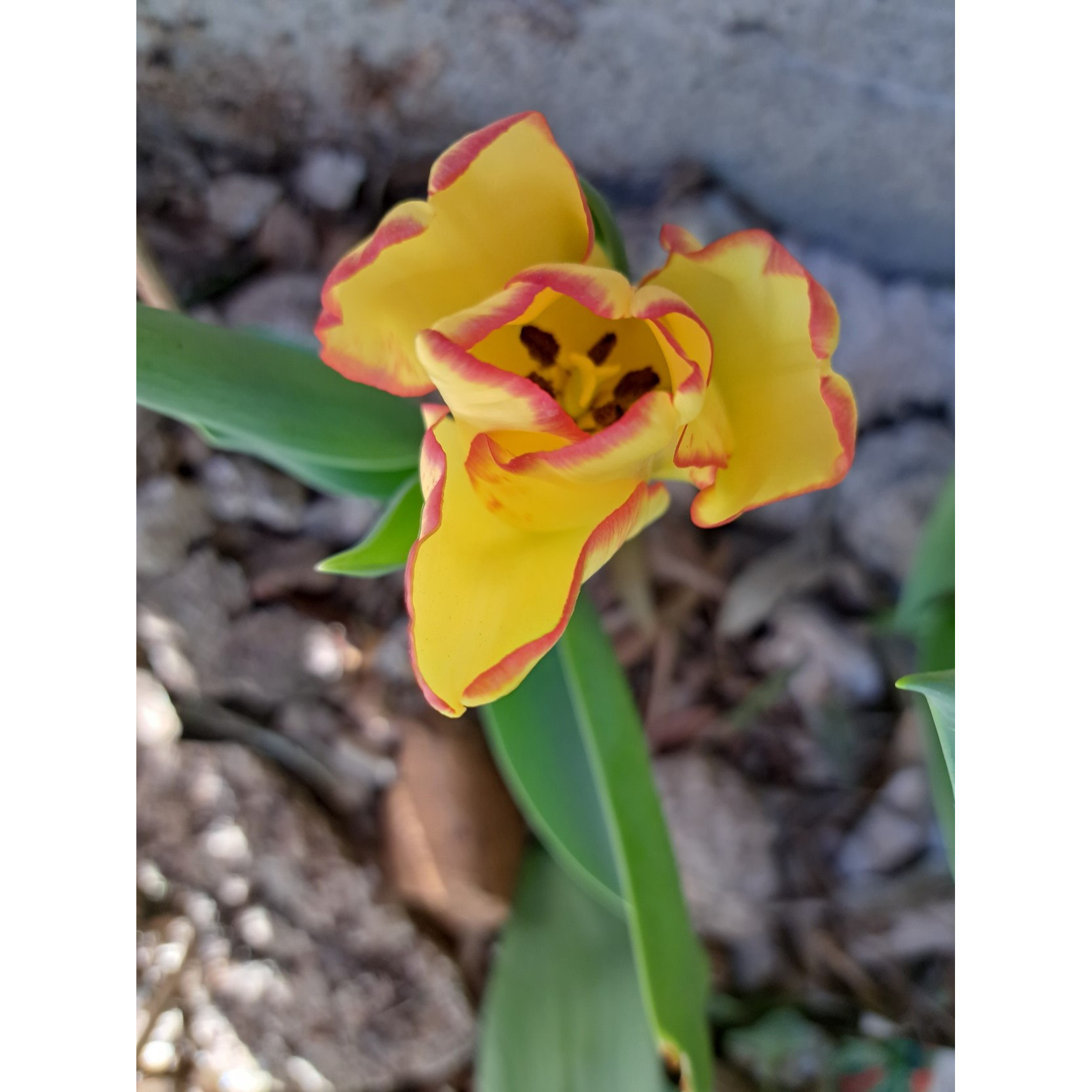 Tulipa Sunshine Club multi-flowered Tulip - Bulb - Multiple yellow and ...