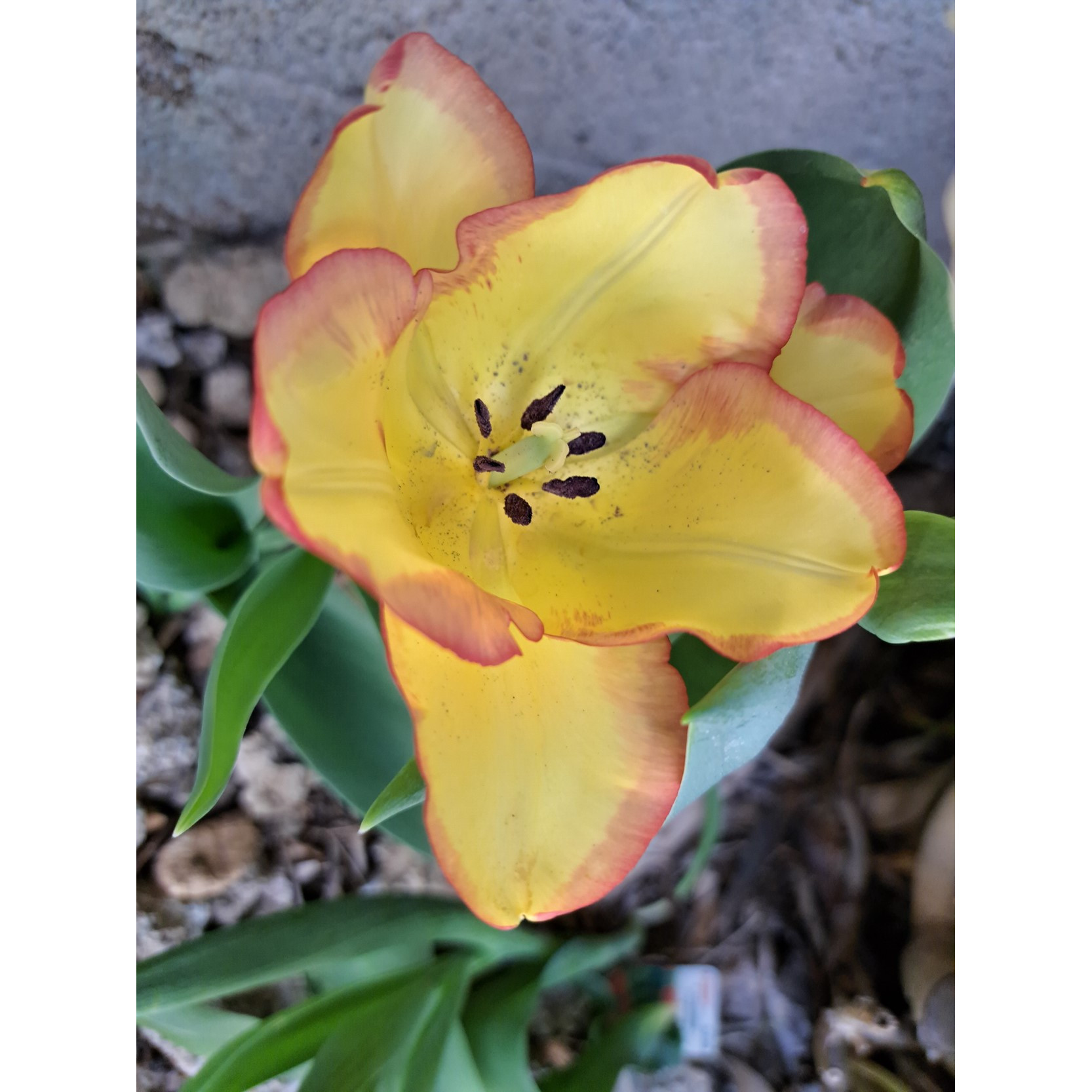 Tulipa Sunshine Club multi-flowered Tulip - Bulb - Multiple yellow and ...