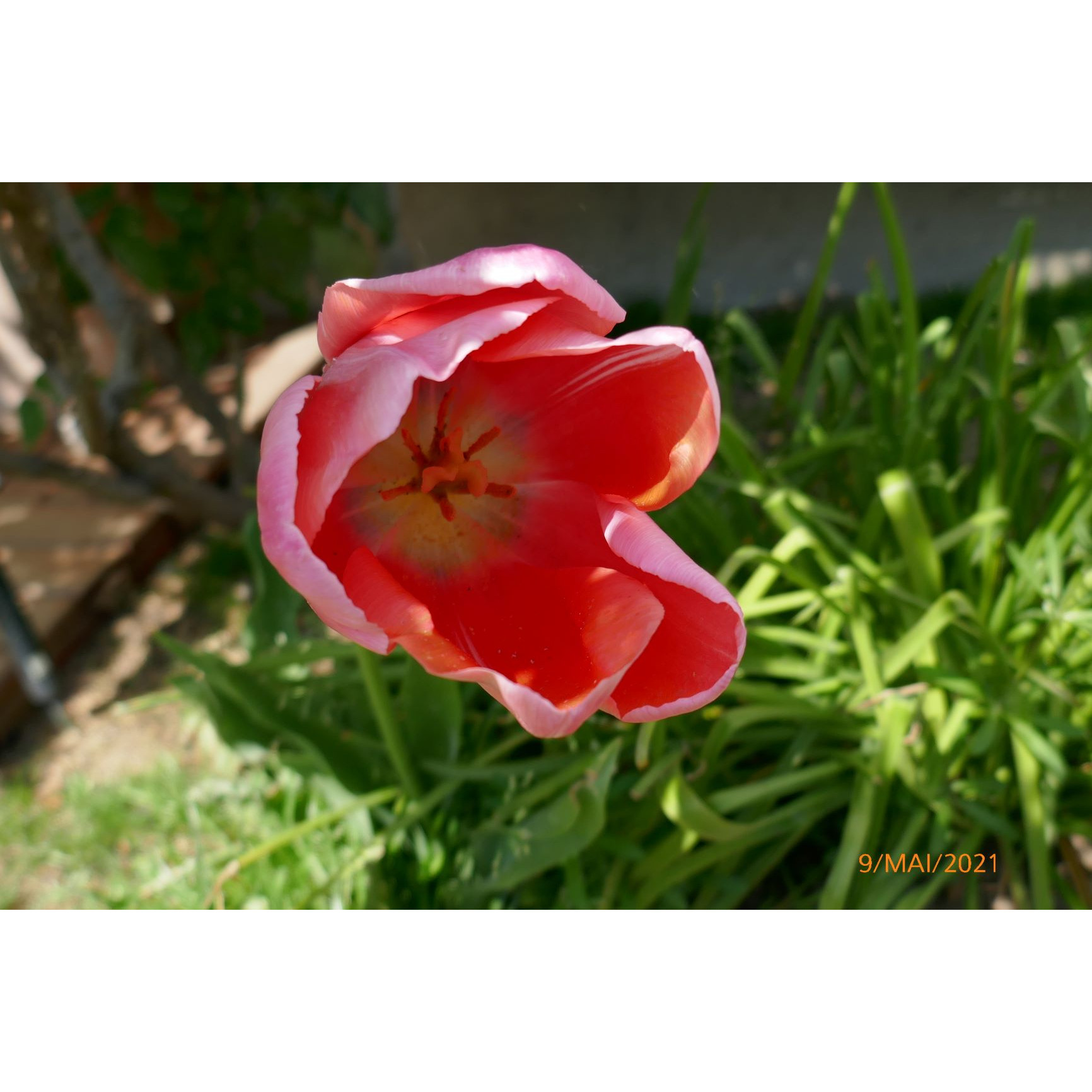 Late Single Tulip 'Menton' - Salmon pink flower bulb on tall stems.