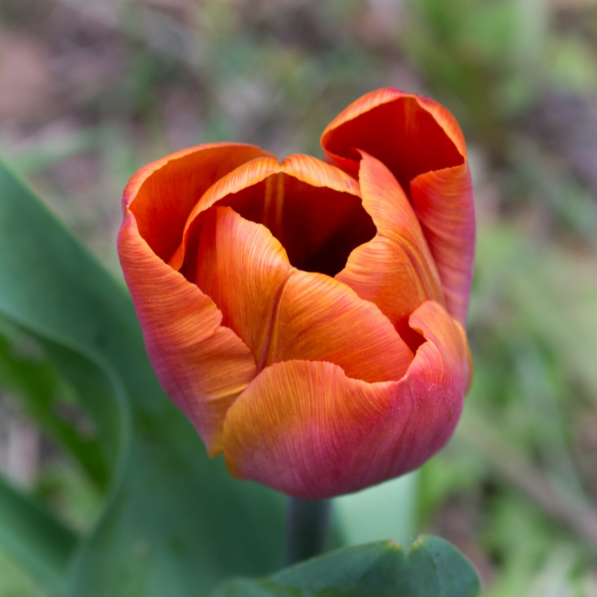 Tulipa Cairo - Bulb - Coppery orange flowers