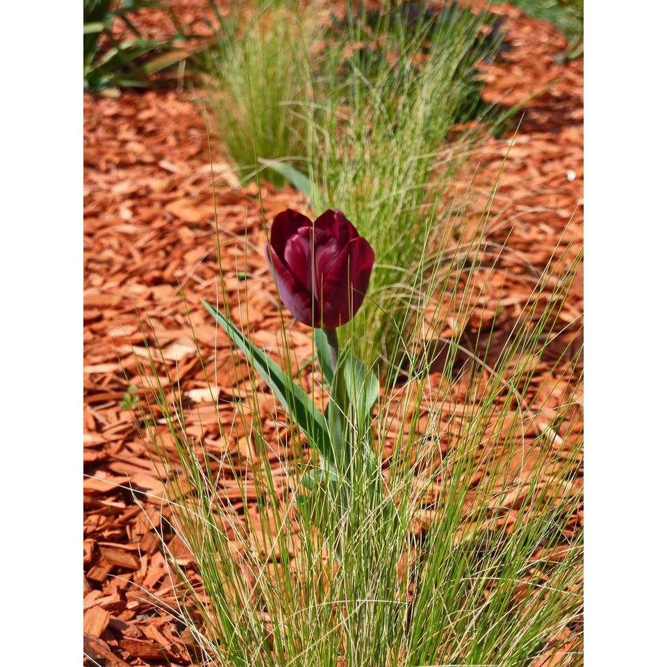 Tulipa Jan Reus - Bulb - Velvety burgundy red flowers.