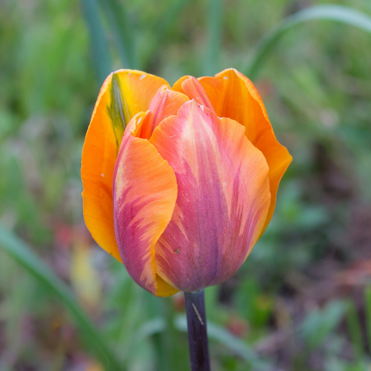 Tulipa Princess Irene - Bulb - Short variety of Triumph tulip with ...