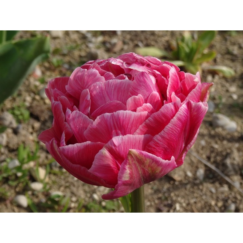 Early Double Tulip 'Aveyron' - Bulb - Beautiful pink double flowers.