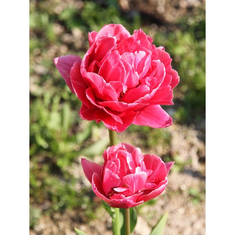 Early Double Tulip 'Aveyron' - Bulb - Beautiful pink double flowers.