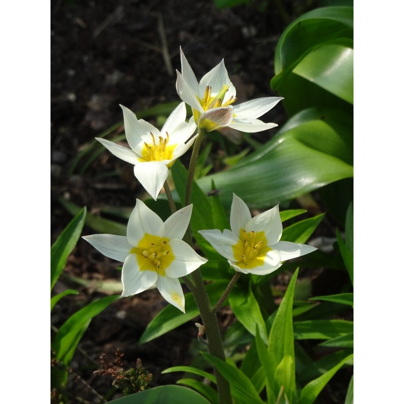 Tulipa turkestanica - Bulb - Multi-flowered botanical tulip bearing ...