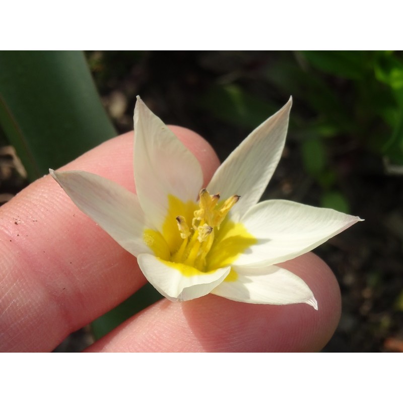 Tulipa turkestanica - Bulb - Multi-flowered botanical tulip bearing ...