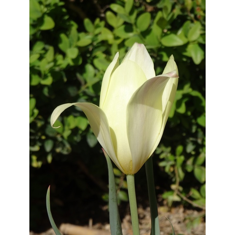 Botanical tulip clusiana 'Honky Tonk' - Bulb - Variety with cream ...