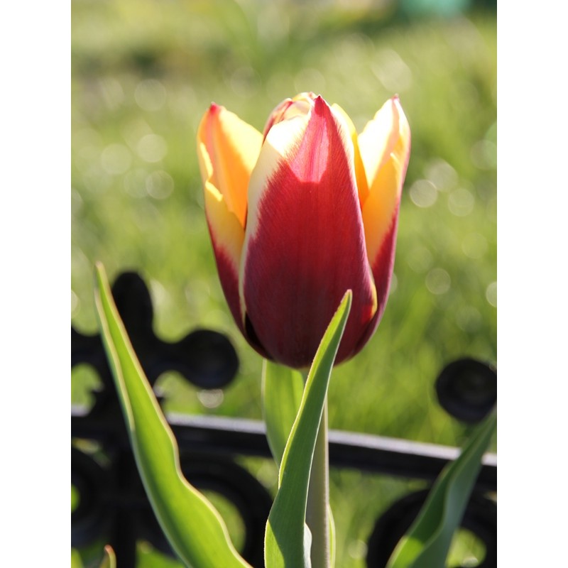 Tulipa Gavota - Bulb - Triumph tulip with garnet flowers edged with ...