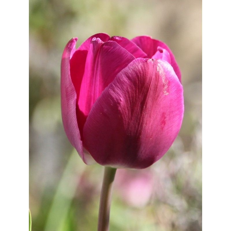 Tulipa Passionale - Bulb - Short variety with deep purple-lilac flowers.