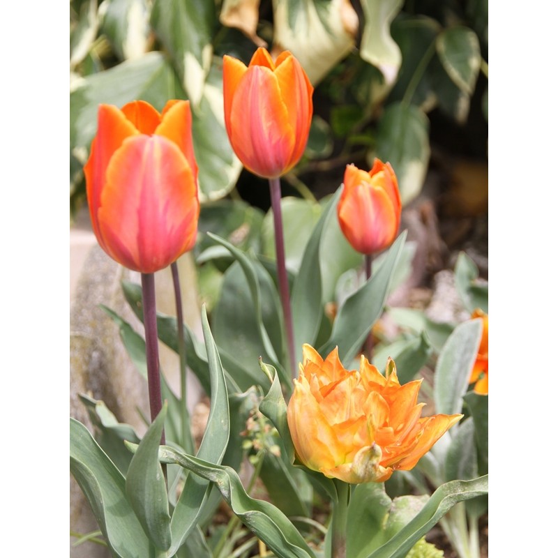 Tulipa Princess Irene - Bulb - Short variety of Triumph tulip with ...