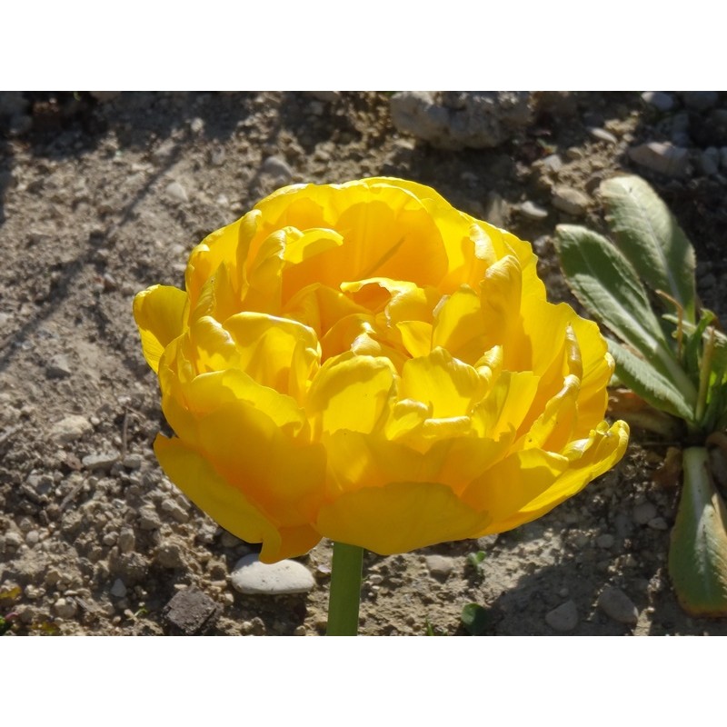 Tulipa Gold Fever - Bulb - Late-flowering tulip with yellow peony-like ...