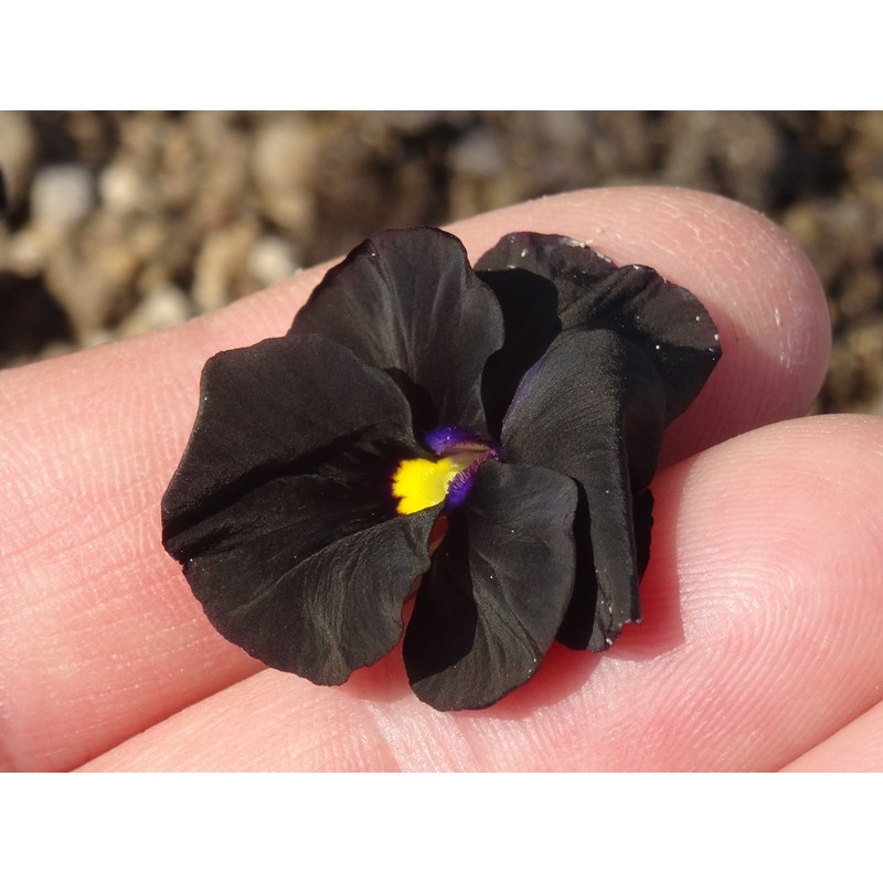 Viola Cornuta Martin - Horned Viola with black flowers.