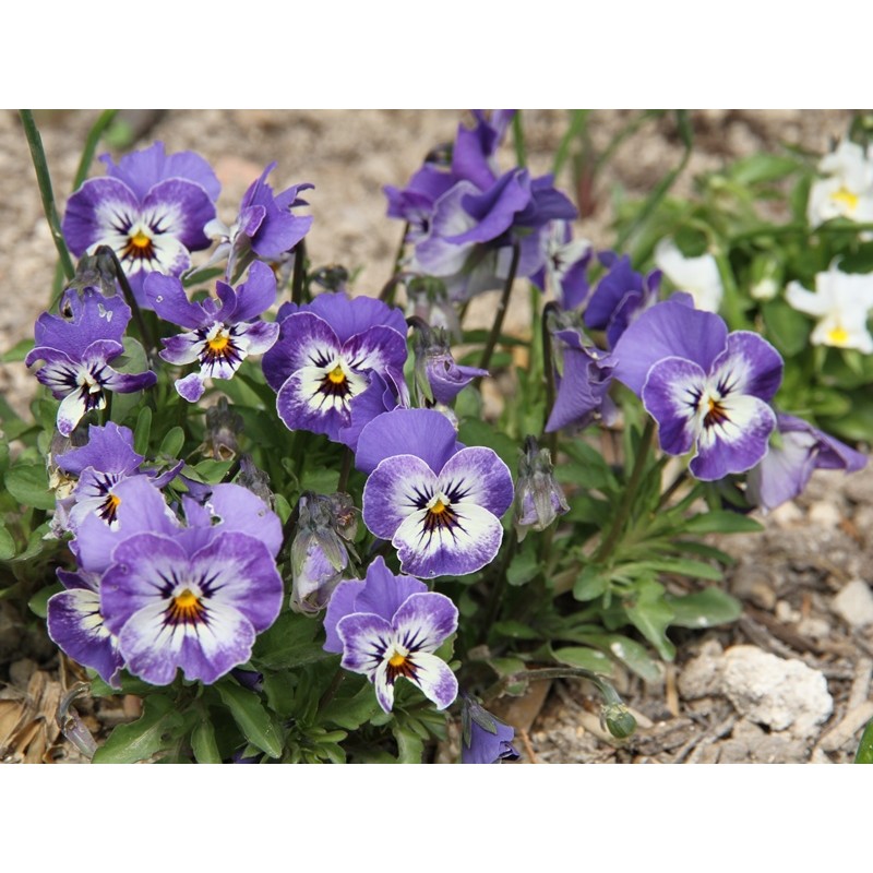 Viola cornuta 'Sorbet Delft Blue' - Horned Violet - an abundance of ...