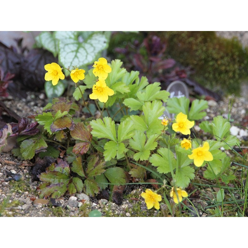 Waldsteinia ternata - A sturdy perennial ground cover with golden ...