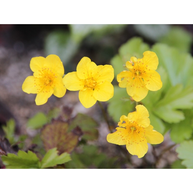 Waldsteinia ternata - A sturdy perennial ground cover with golden ...