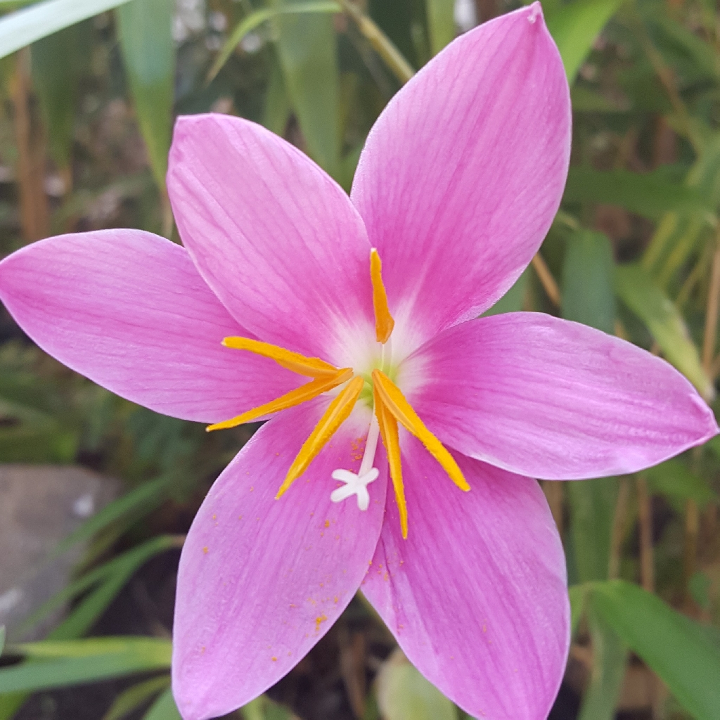 Pink Zephyr Lily - Zephyranthes rosea - Pink Rain Lily - Zephyr Lily ...