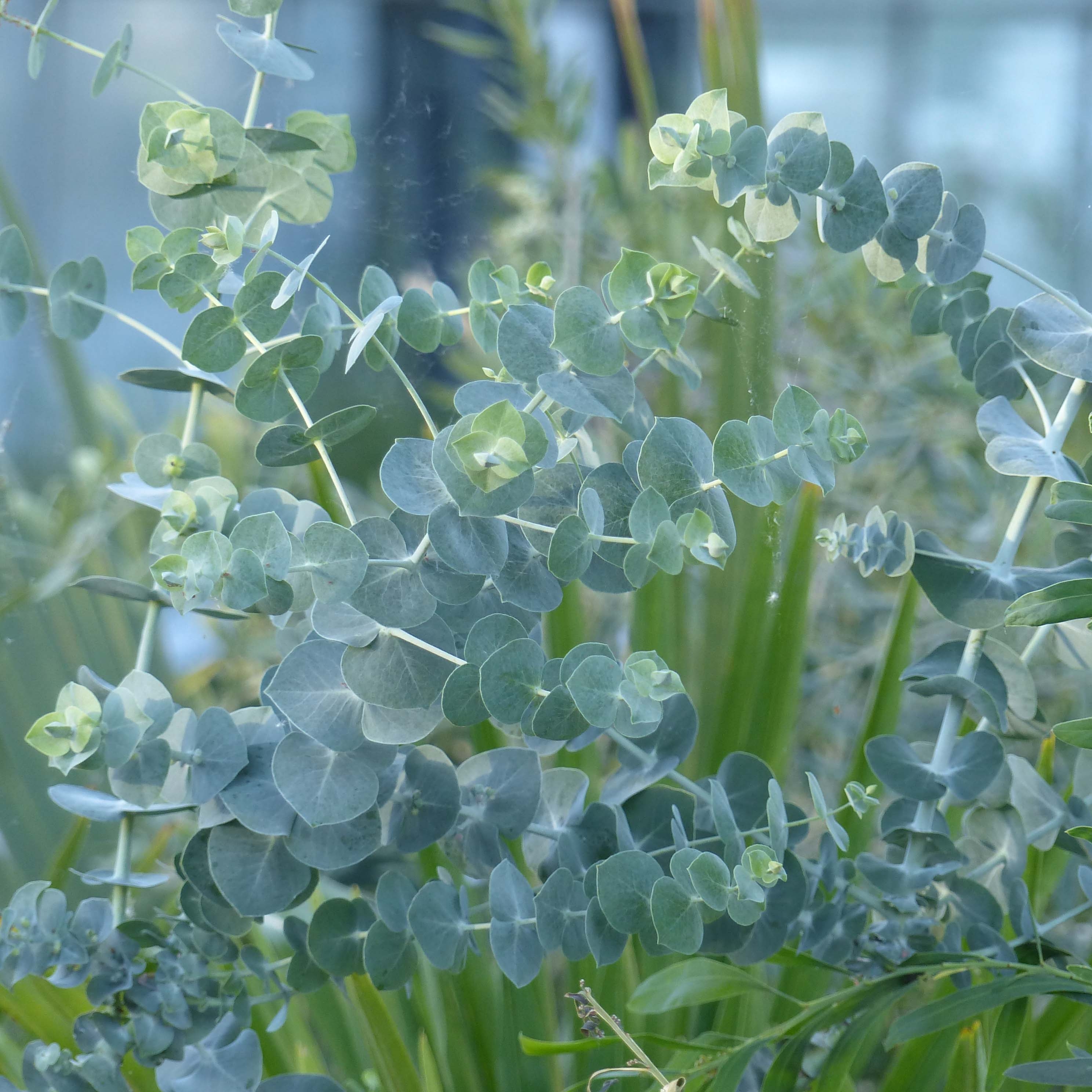 Dwarf Eucalyptus Baby Blue