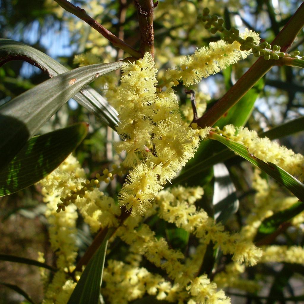 Acacia longifolia - Long-leafed acacia or Caterpillar mimosa