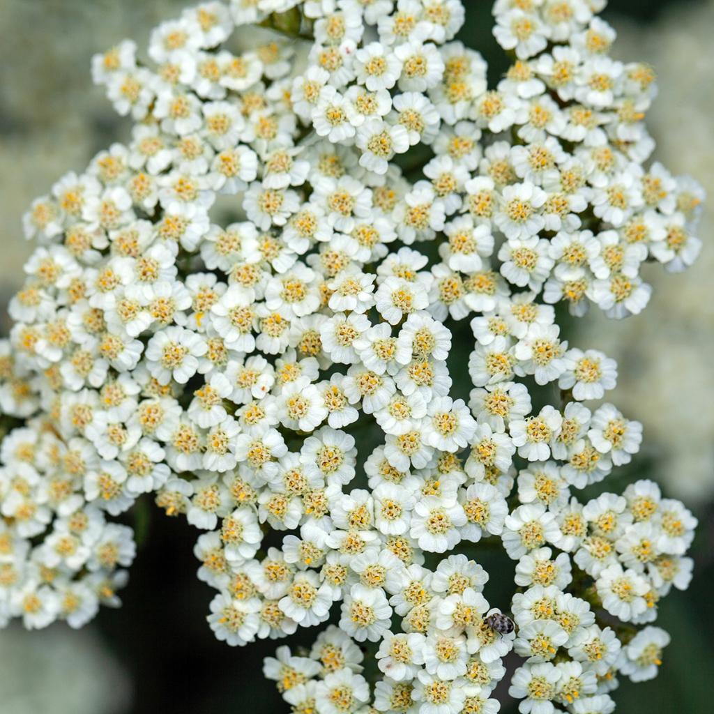 Achillea crithmifolia - Evergreen, ground-covering Achillea with very ...