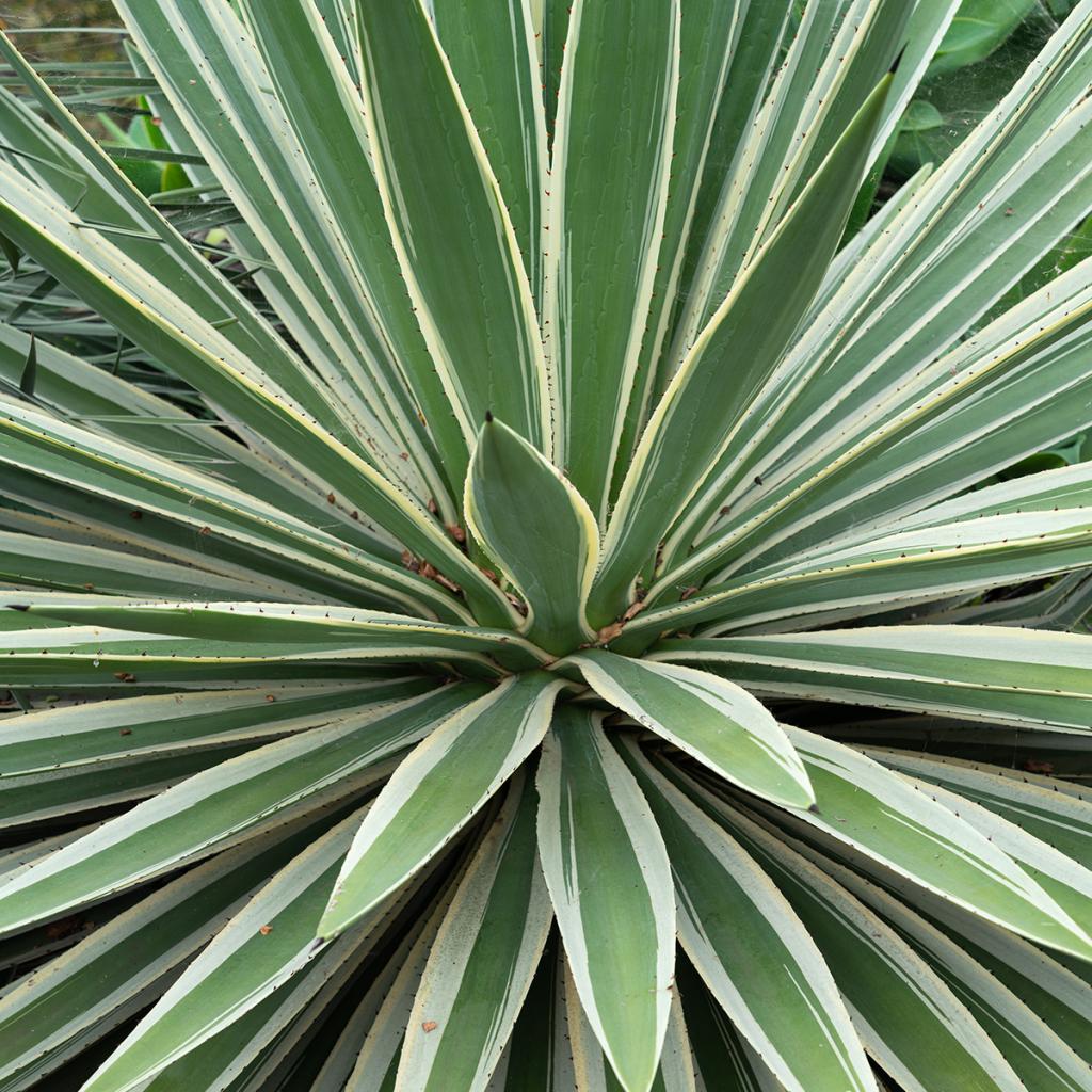 Agave angustifolia Marginata - agave with compact and regular ball ...