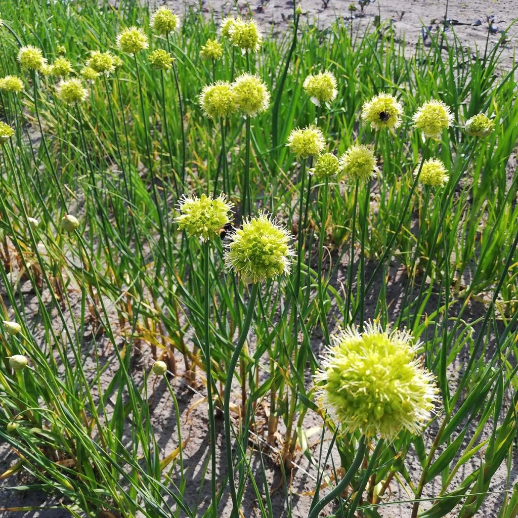 Allium obliquum - Oblique garlic - Ornamental garlic with yellow-green ...